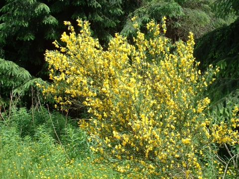 Broom plant store